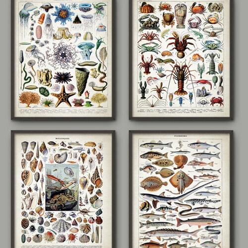 Marine Biology Print Bathroom Decor Poster Oceanography - Etsy