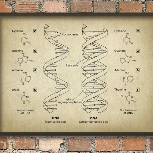 Printable DNA and RNA Wall Art Poster Biology Student Poster - Etsy