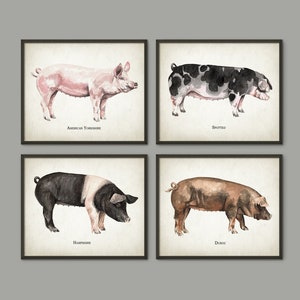 pig identification uk