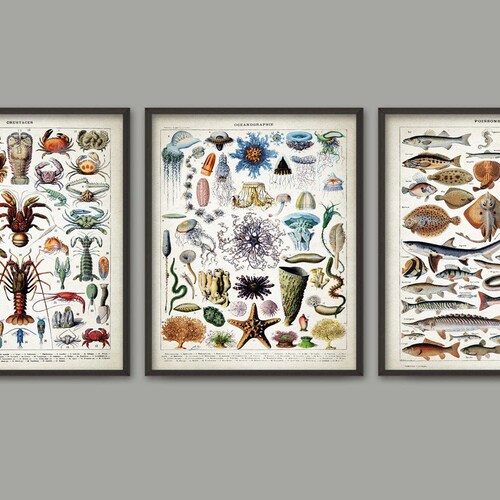 Marine Biology Print Bathroom Decor Poster Oceanography - Etsy