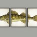 PRINTABLE Walleye Fish Watercolor Print Set Of 3 North | Etsy