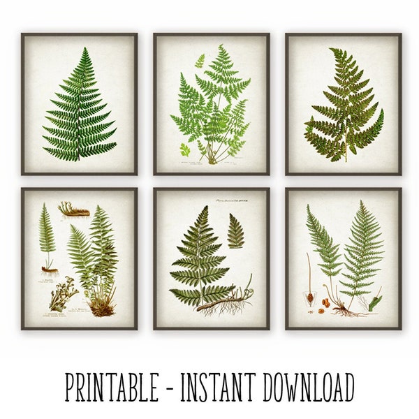 Download Fern Print - Etsy