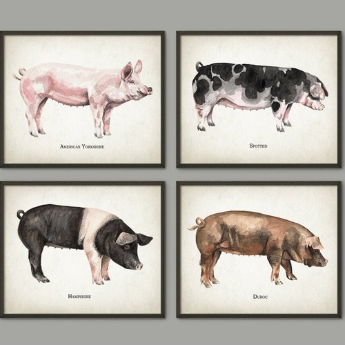 PRINTABLE Farm Pigs Wall Art Print Set of 4 Watercolor Pig - Etsy UK