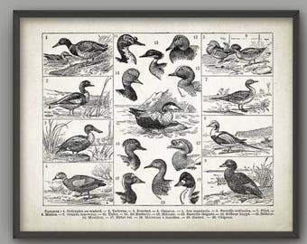 Duck hunting print | Etsy