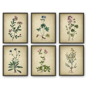 Wildflower Print Set of 6 - Vintage Flower Botanical Home Decor ...