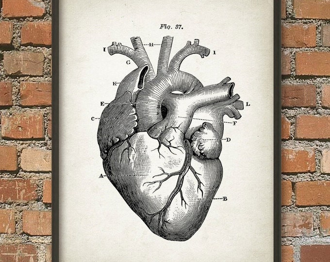 Antique Anatomical Heart Illustration, Vintage Heart Anatomy Art Print ...
