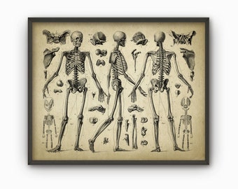 Skeleton poster | Etsy