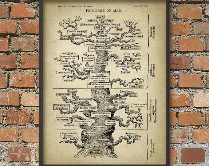 Evolutionary Biology Tree of Life Poster: Educational Nature Art - Etsy ...