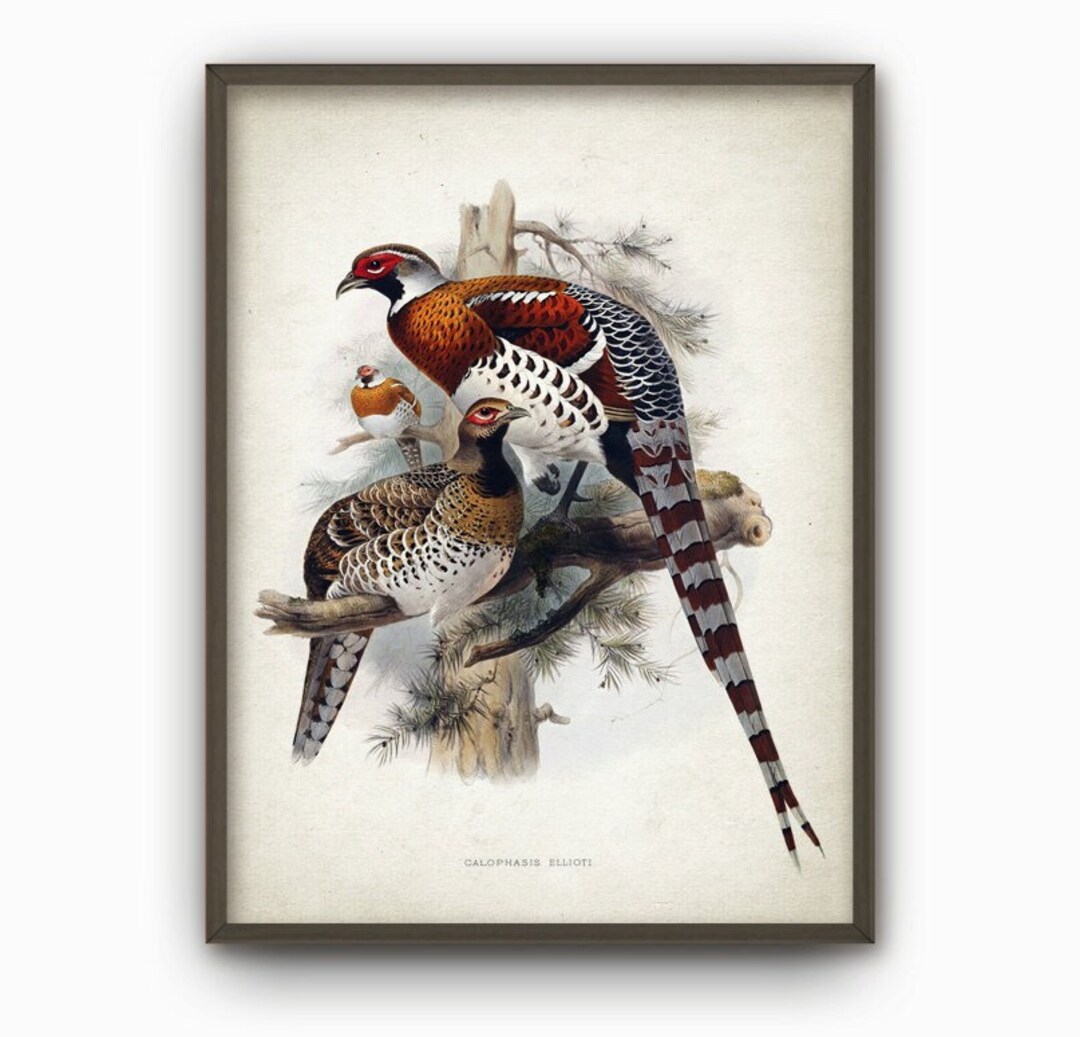 Pheasant Art Print, Vintage Game Bird Illustration Art Poster ...