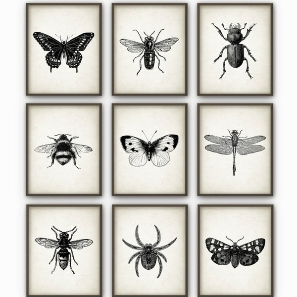 Insect Wall Art - Etsy