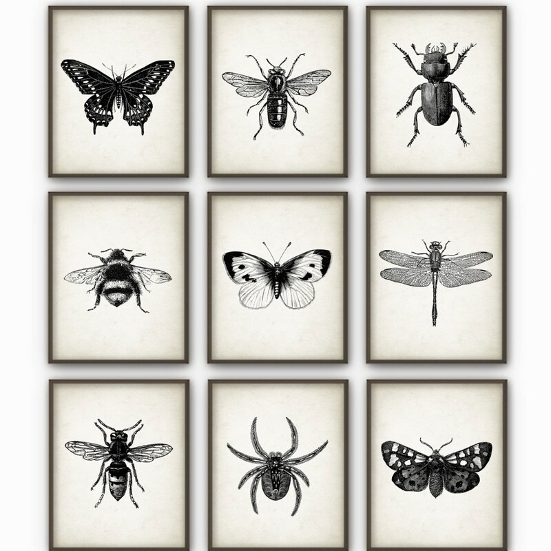 Insect Wall Art - Etsy