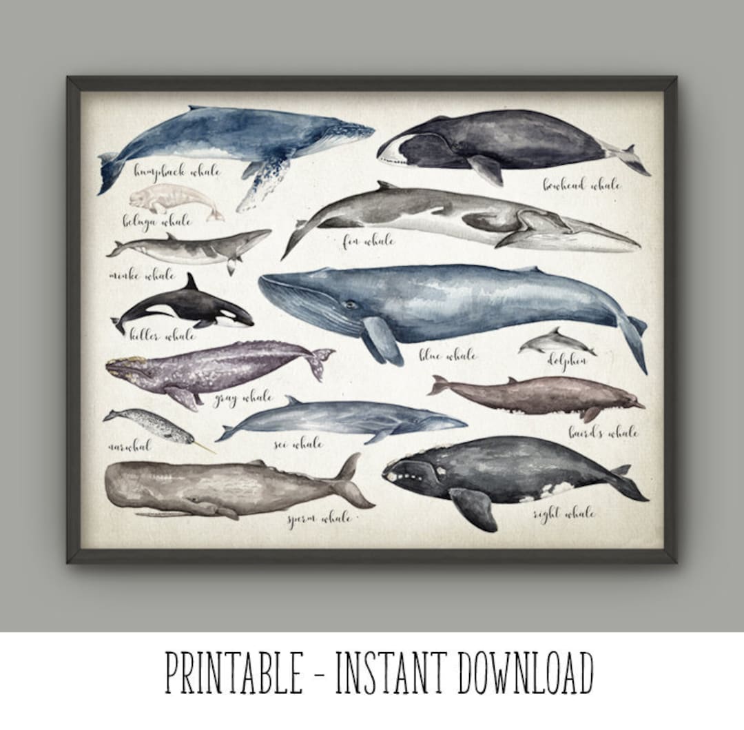 Blue Whale Size Comparison Chart