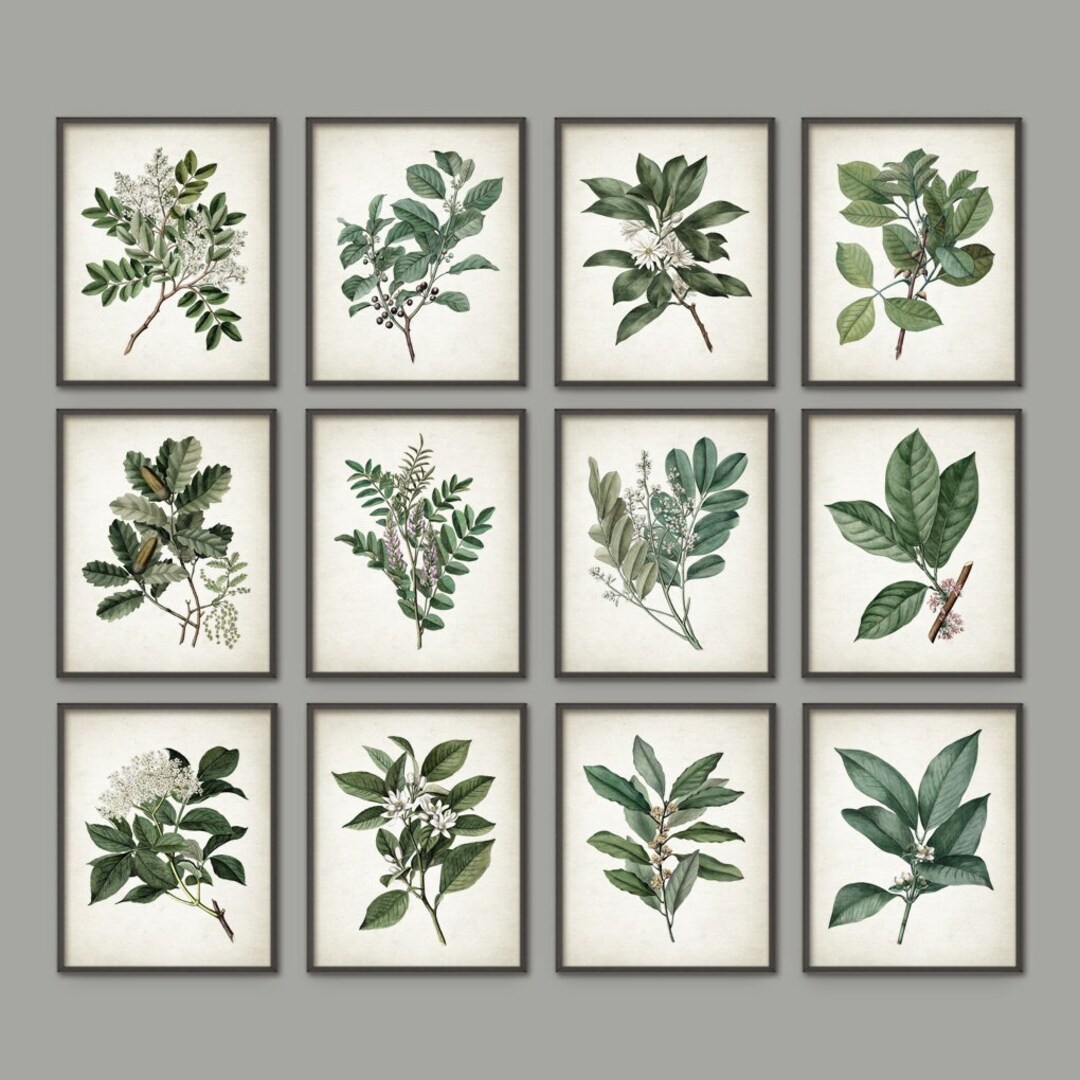 Green Leaves Art Print Set of 12, Botanical Print, Vintage Wall Art ...