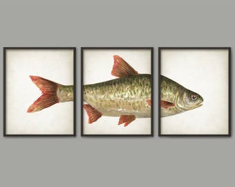Freshwater fish art | Etsy