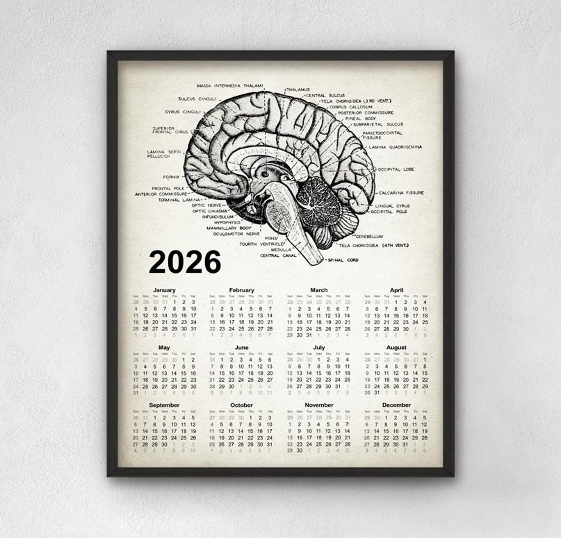Human Anatomy Brain Calendar 2026, Medical Student, Vintage Anatomy ...