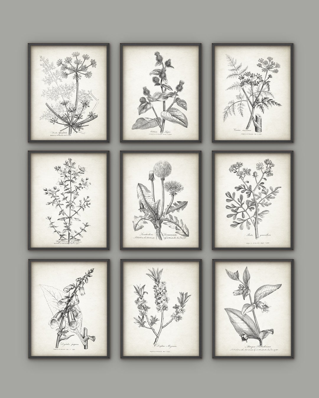 Antique Botanical Print Set of 9, Vintage Botanical Home Decor, Plant ...