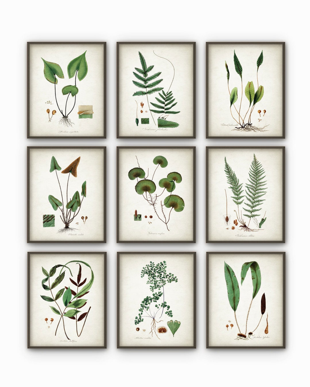 Green Plant Wall Decor Set of 9 - Botanical Art Posters - Antique Plant ...