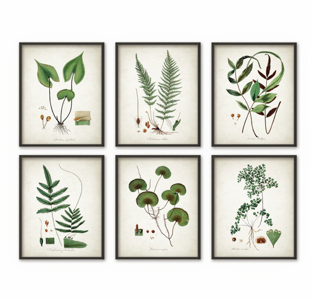Green Plant Wall Decor Set of 6 - Botanical Art Posters - Antique Plant ...