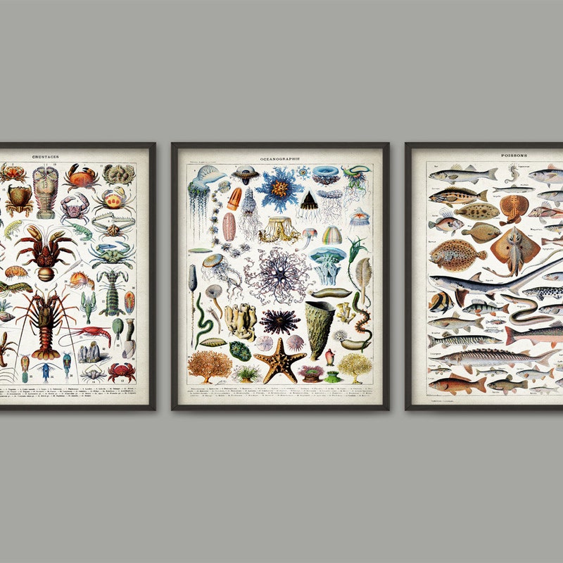 Marine Biology Poster - Etsy UK