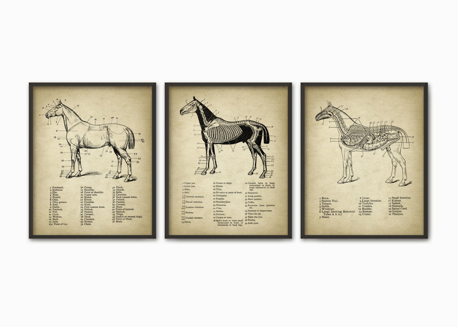 Horse Anatomy Print Set of 3 - Horse Illustration Prints - Veterinary ...
