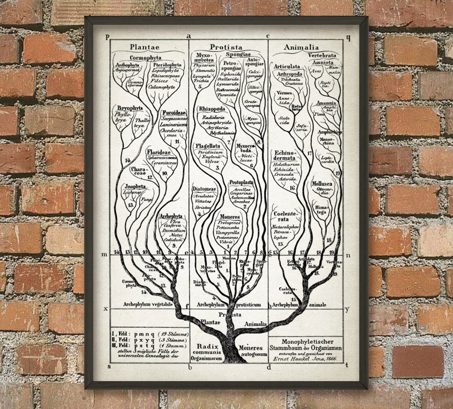 Tree of Life Wall Art Poster 2, Evolution Science Print, Haeckel ...