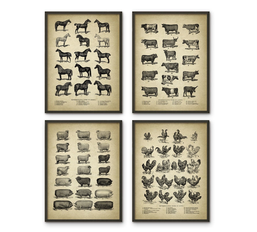 Farm Animals Wall Art Print Set of 4, Vintage Animal Breeds ...