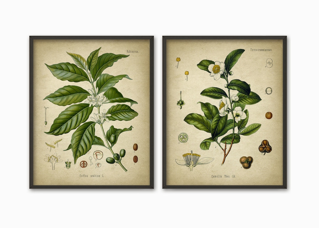 Tea and Coffee Poster Set of 2, Antique Coffee Plant Wall Art, Vintage ...
