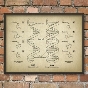 Printable DNA and RNA Wall Art Poster, Biology Student Poster, Genetics ...