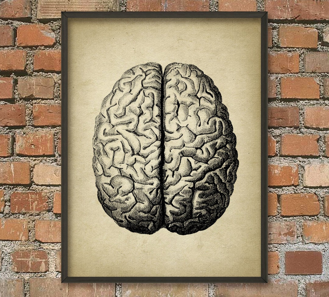 Human Brain Anatomy Print, Antique Neuroscience Biology Wall Art ...