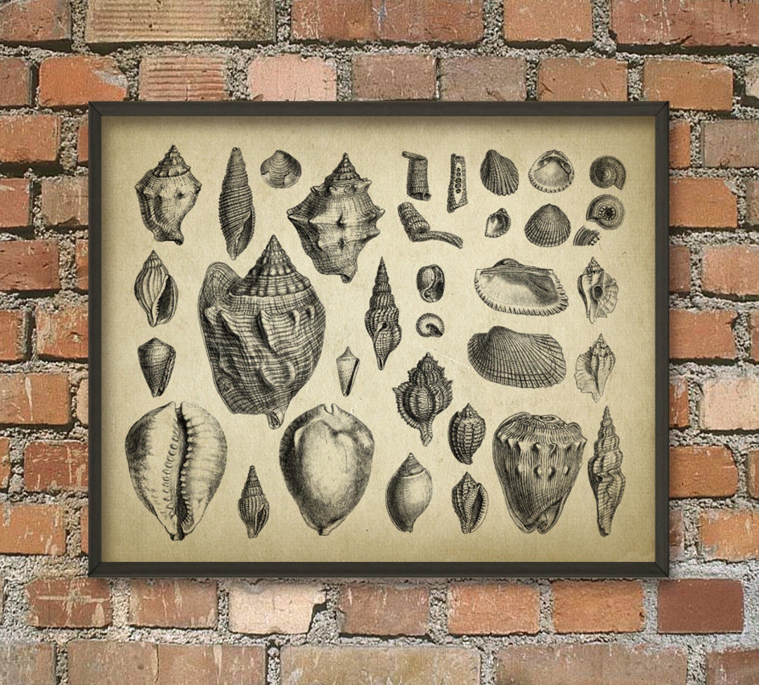 Seashell Print - Vintage Seashell Illustration - Prehistoric Shell Art ...