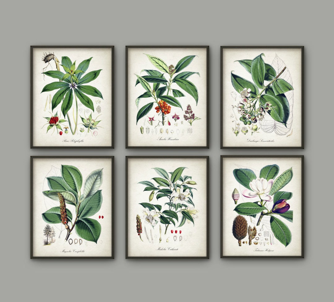 Green Plant Wall Decor Set of 6 #2 - Vintage Botanical Posters - Green ...