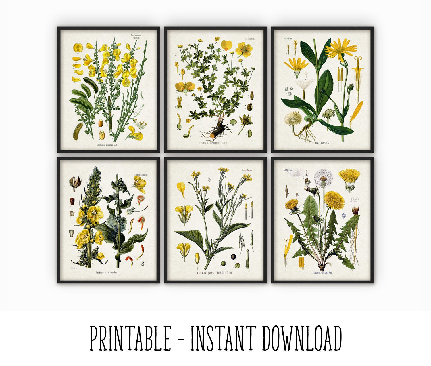 PRINTABLE Set of 6 Yellow Botanical Prints Antique Botanical | Etsy
