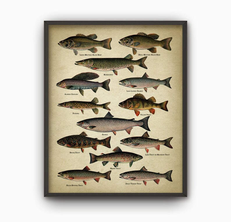North American Game Fish Print - North American Lake and Stream Fish ...