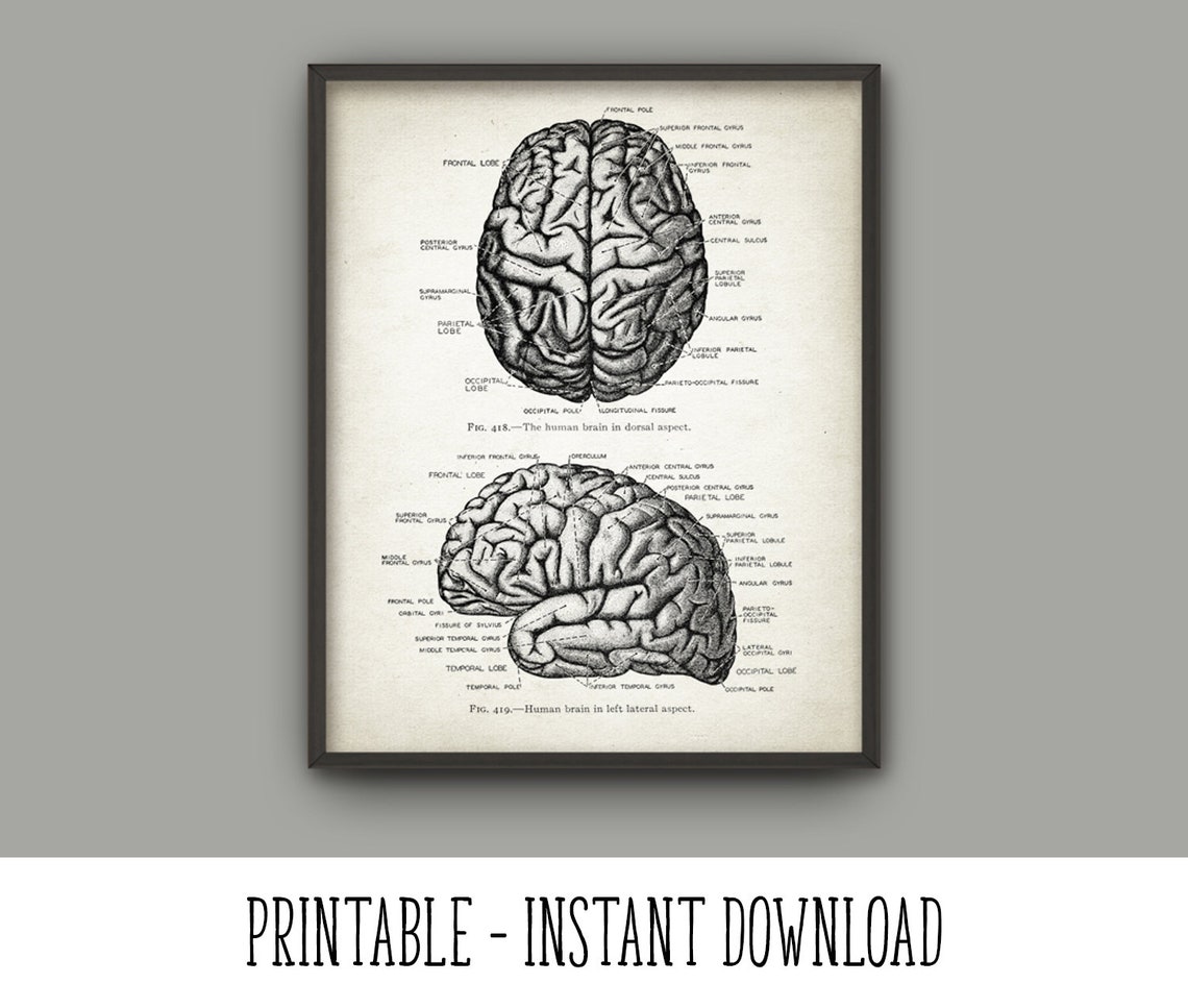 PRINTABLE Brain Anatomy Print Neuroscience Wall Art Poster - Etsy UK