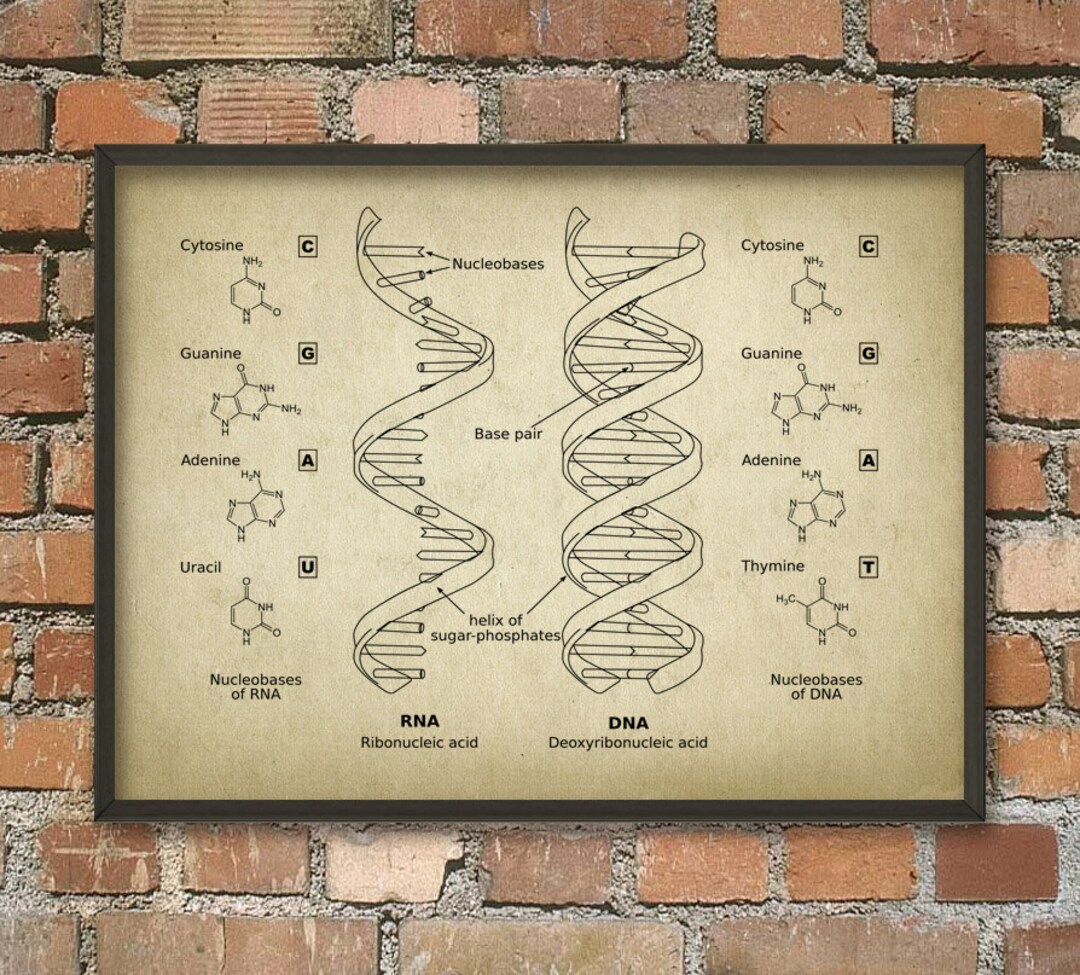 DNA and RNA Print, Biology Student Poster, Genetics Wall Art, Dorm ...