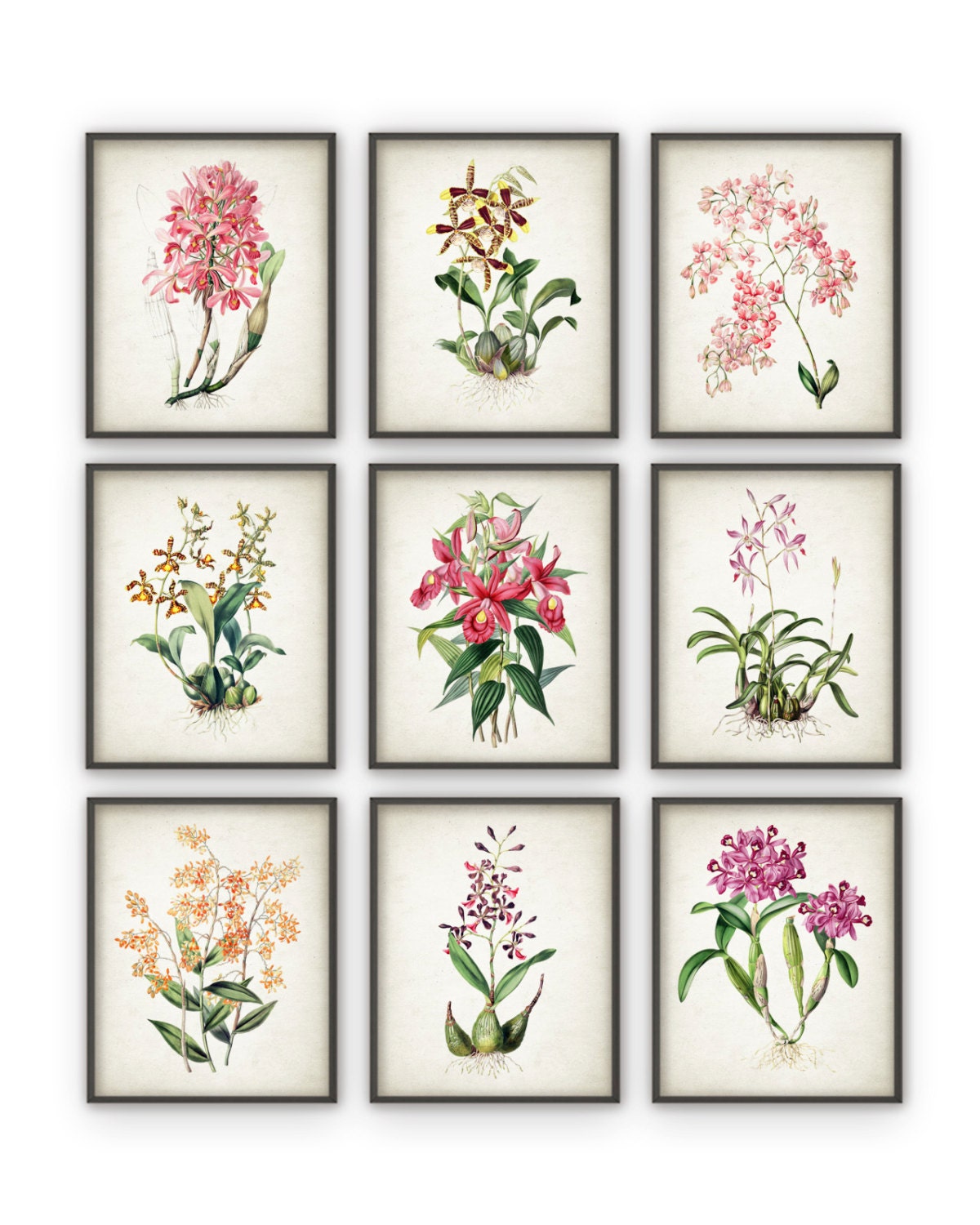 Orchid Flower Print Set of 9 - Vintage Orchid Botanical Home Decor ...