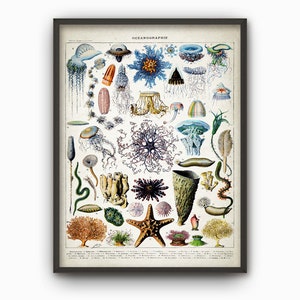 Marine Biology Print Set of 4 - Bathroom Decor Poster - Oceanography ...