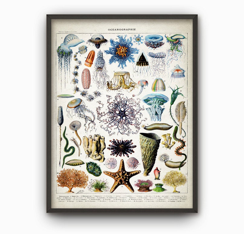 Marine Biology Print Set of 3 - Bathroom Decor Poster - Oceanography ...