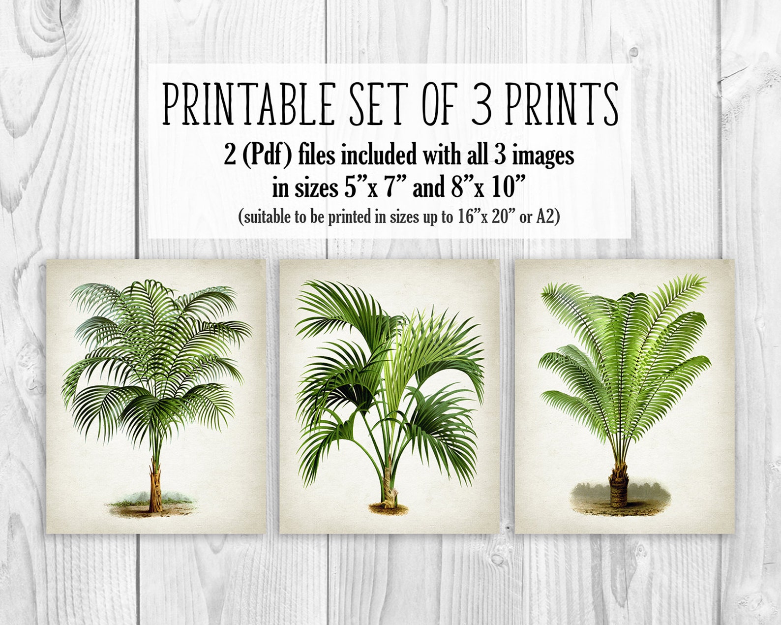 PRINTABLE Set of 3 Palm Trees Images Antique Watercolor - Etsy Canada