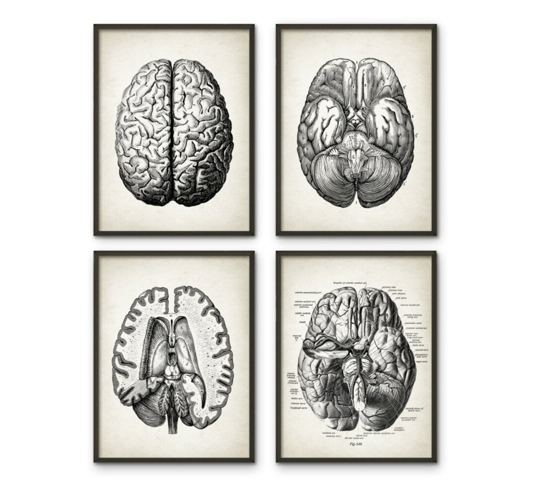 Human Brain Anatomy Print Set of 4 - Brain Dissection - Vintage Brain ...