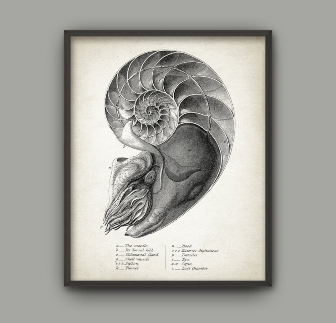 Nautilus Art Print, Marine Mollusc, Living Fossil, Vintage Nautilus ...