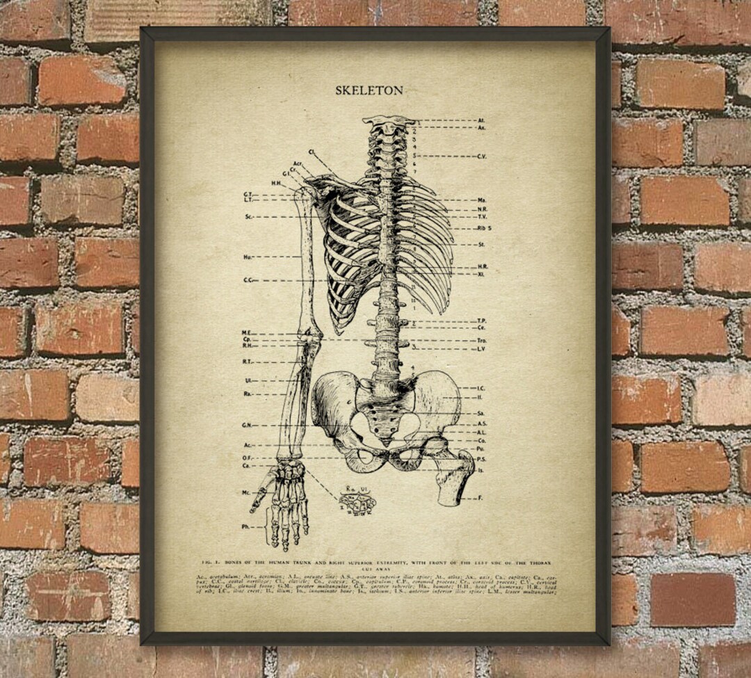 Human Skeleton #1, Anatomy Wall Art Poster, Human Bone Structure ...