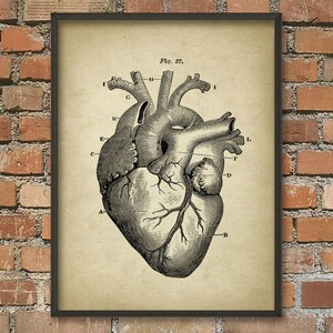 Heart Anatomy Wall Art Poster - Vintage Heart Book Plate Illustration ...