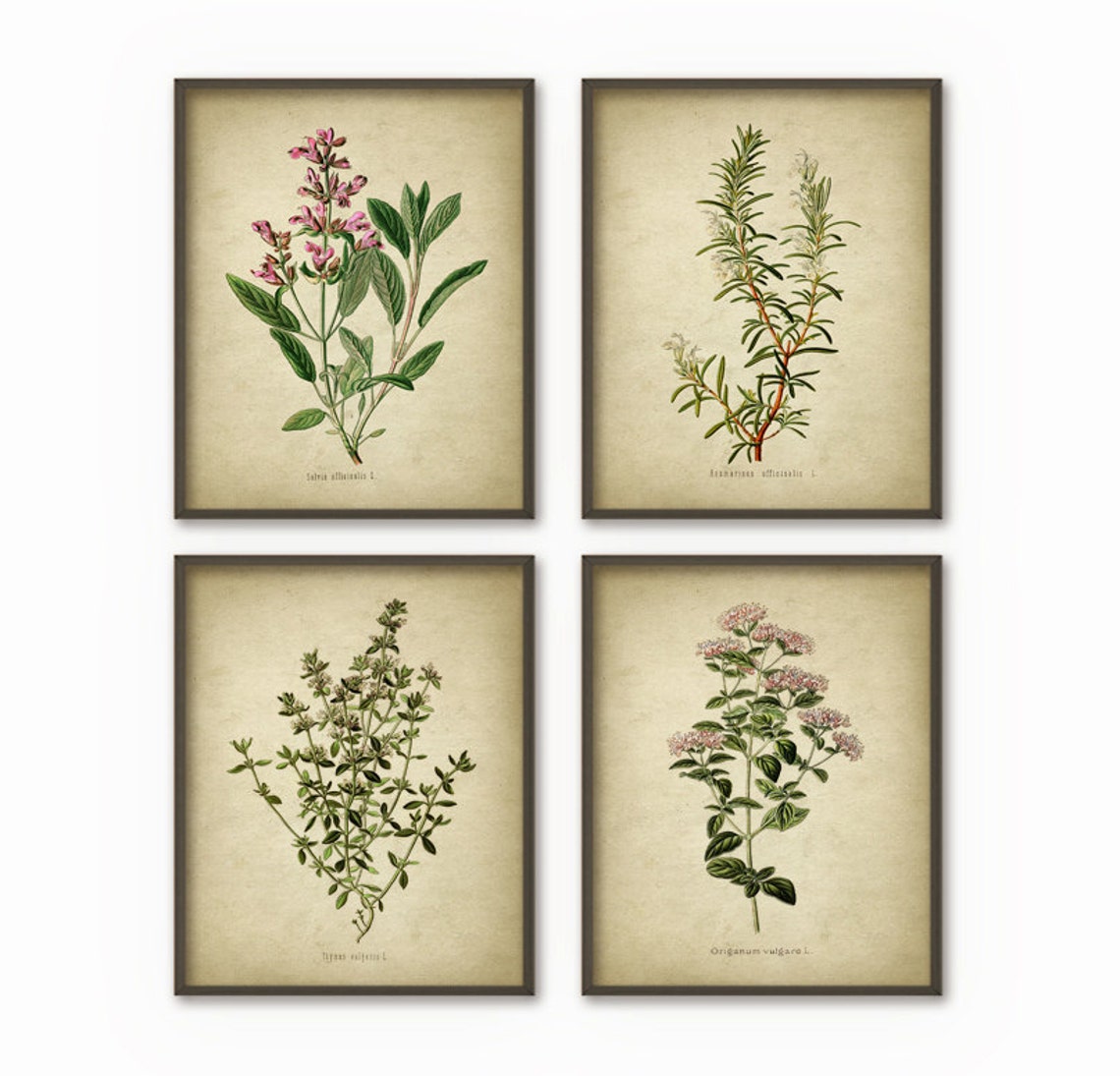 Oregano Rosemary Sage Thyme Kitchen Wall Art Print Set of 4 - Antique ...