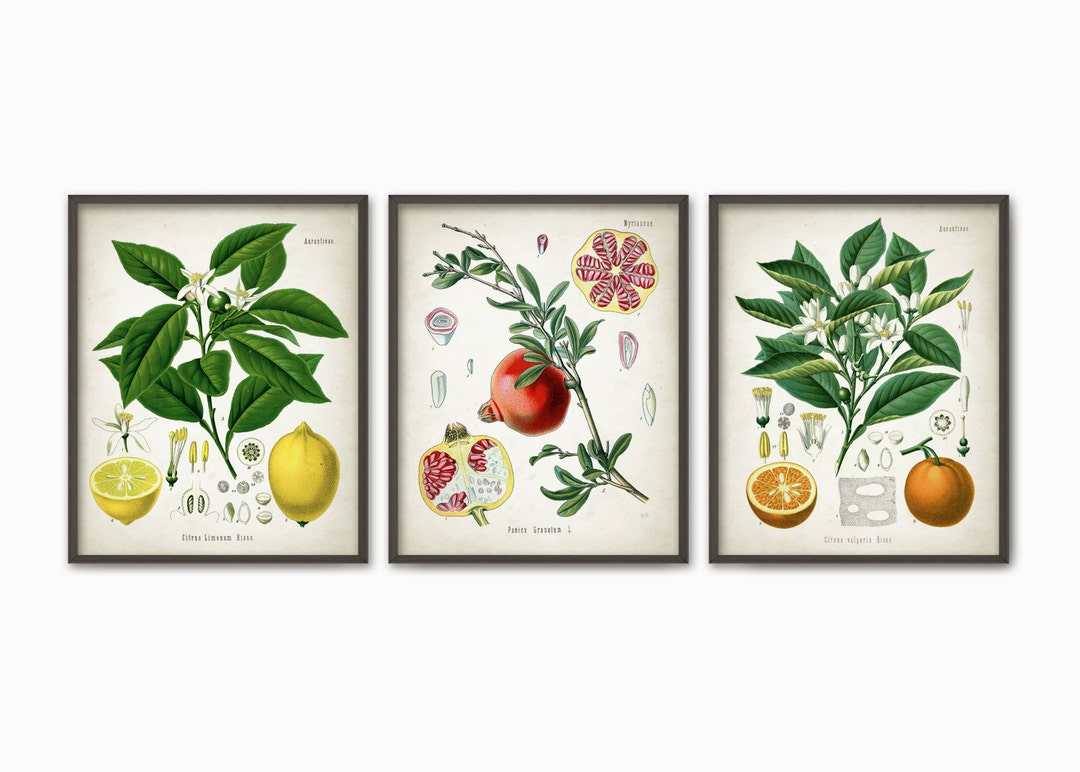 Tropical Fruit Print Set of 3 - Kitchen Fruit Wall Art - Vintage Lemon ...