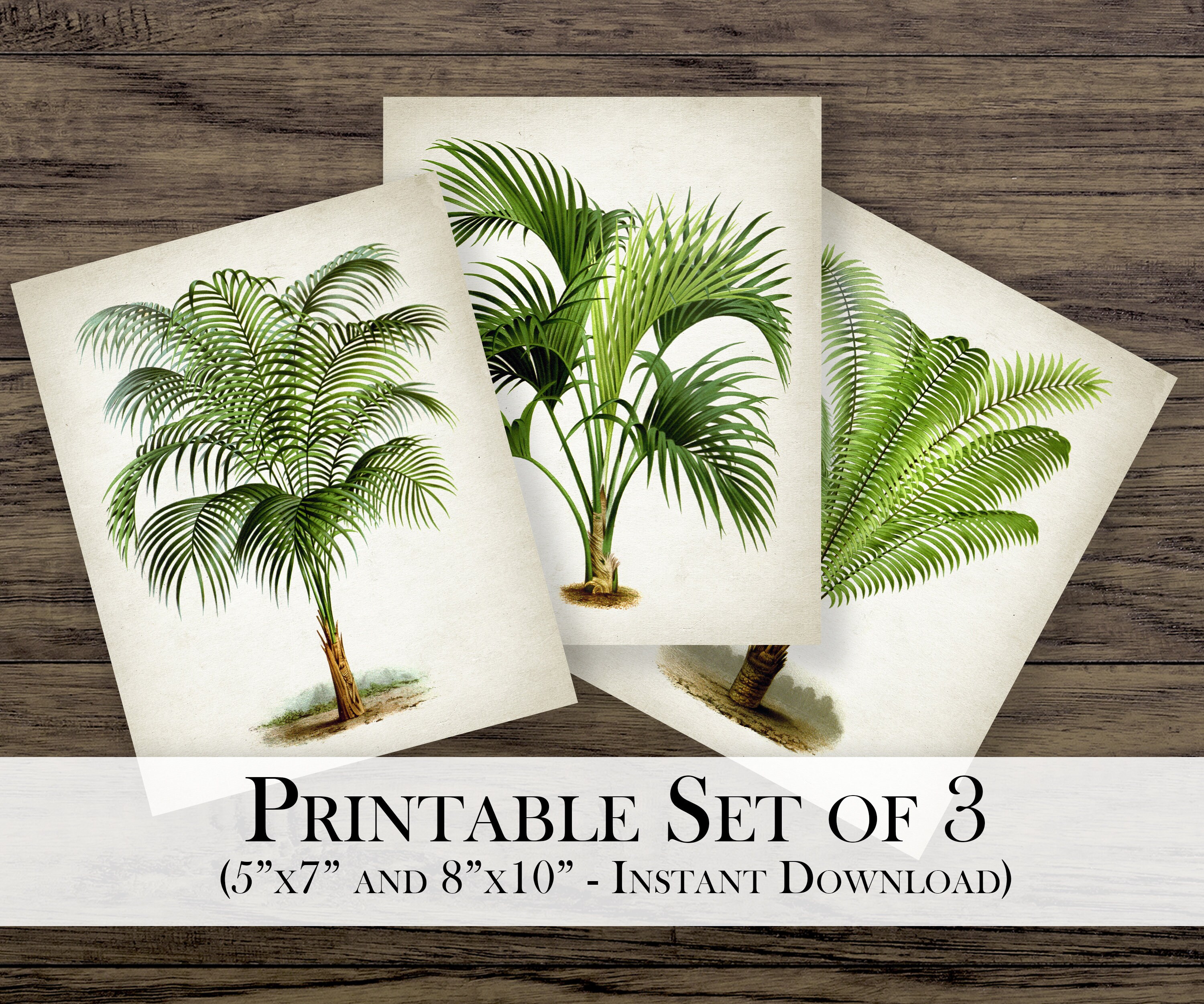 PRINTABLE Set of 3 Palm Trees Images Antique Watercolor - Etsy Canada
