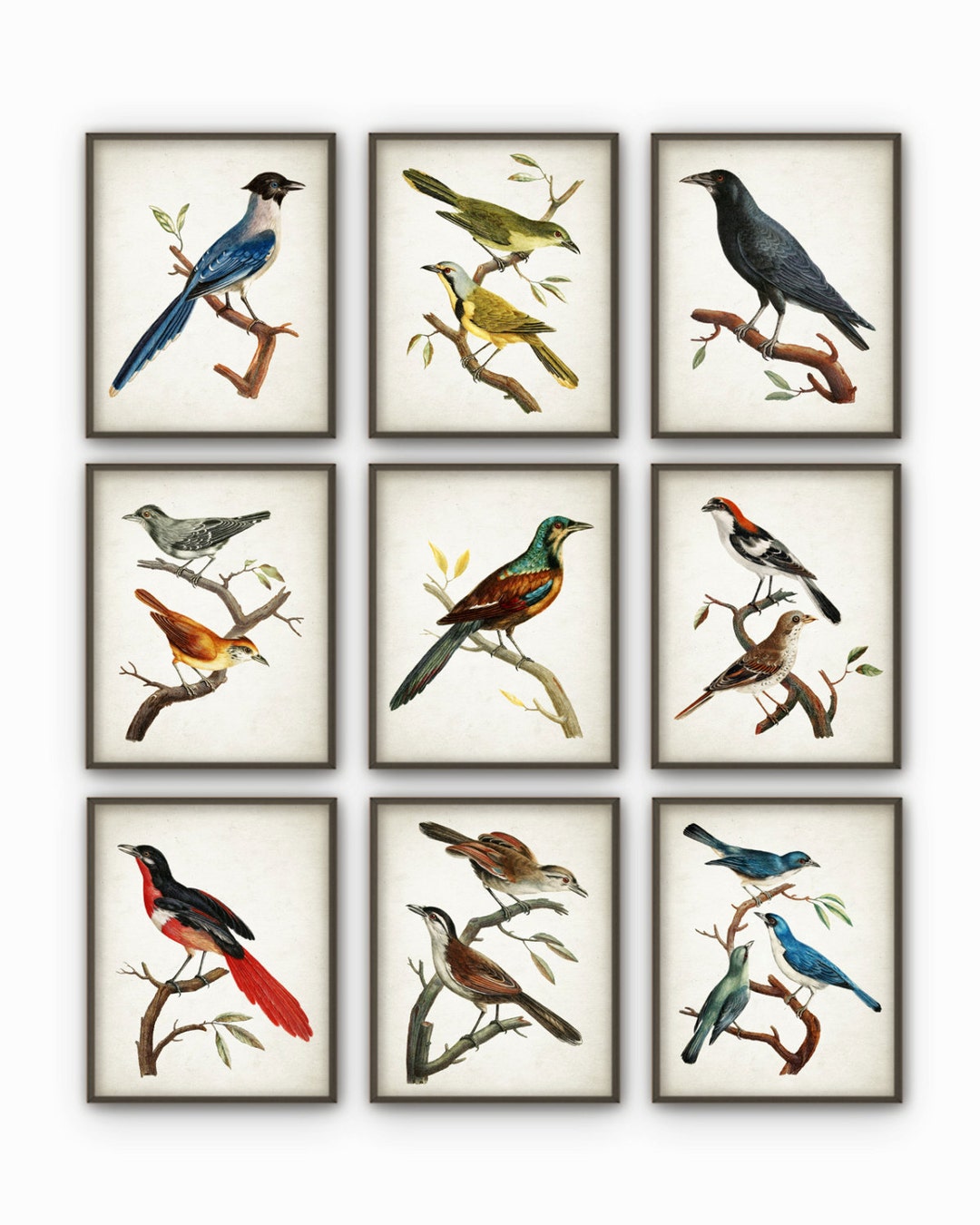 Bird Art Print Set of 9, Vintage Bird Wall Art Decor, Antique Bird Book ...