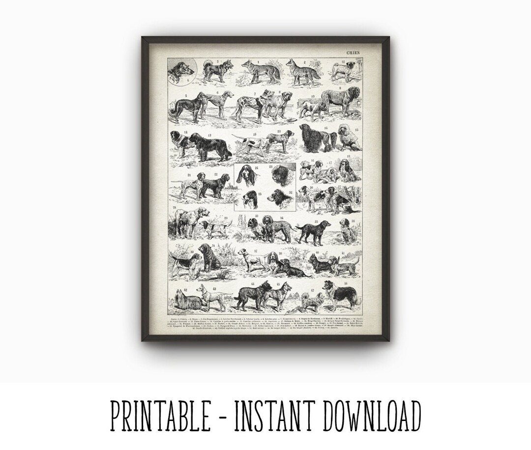 PRINTABLE Antique Dog Breeds Illustration Print, Dog Types Wall Art ...