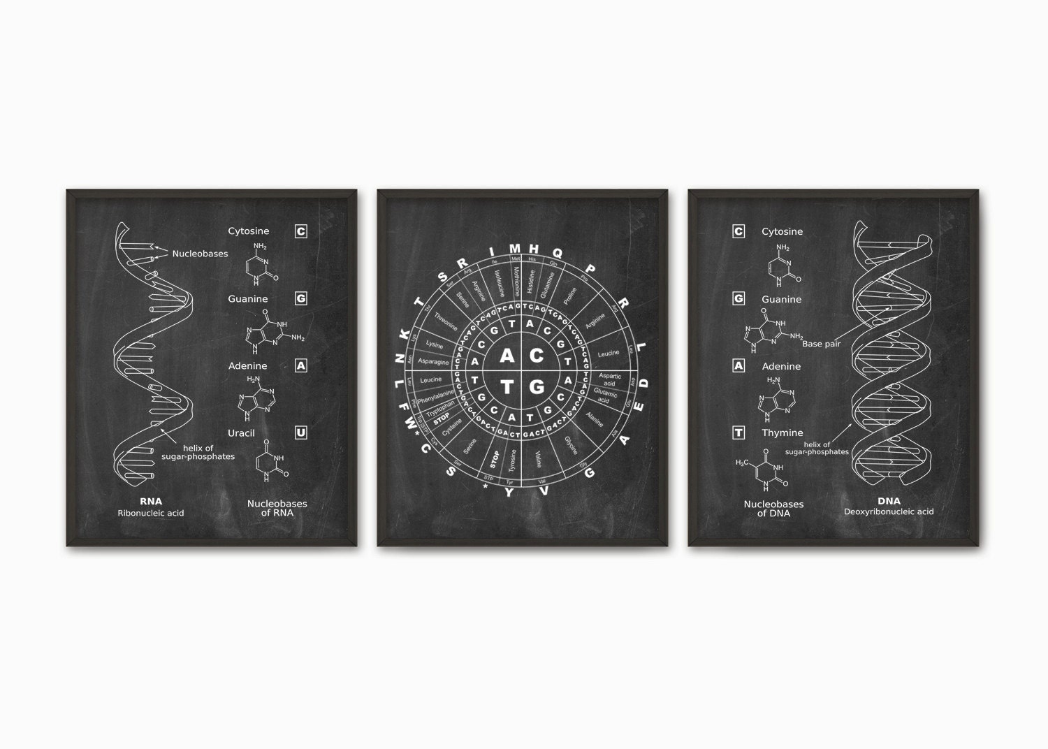 DNA and RNA Genetic Code Print Set of 3 - Genetics Poster - Molecular ...