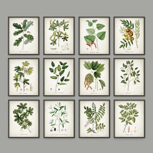Green Tree Leaves Prints Set of 12, Antique Botanical Green Tree Leaf ...